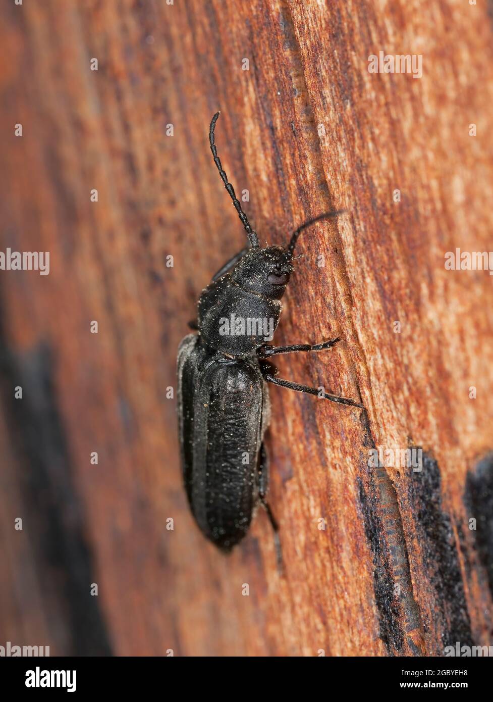 Black spruce borer, Asemum striatum on wood Stock Photo - Alamy