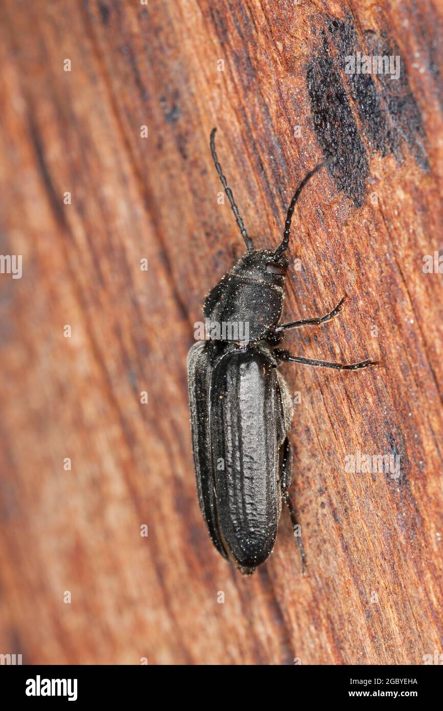 Black spruce borer hi-res stock photography and images - Alamy
