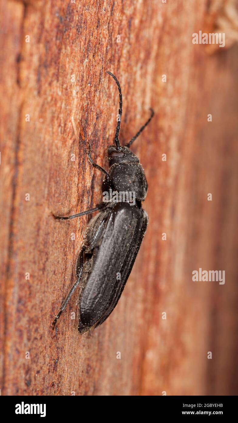 Long horn spruce beetle hi-res stock photography and images - Alamy