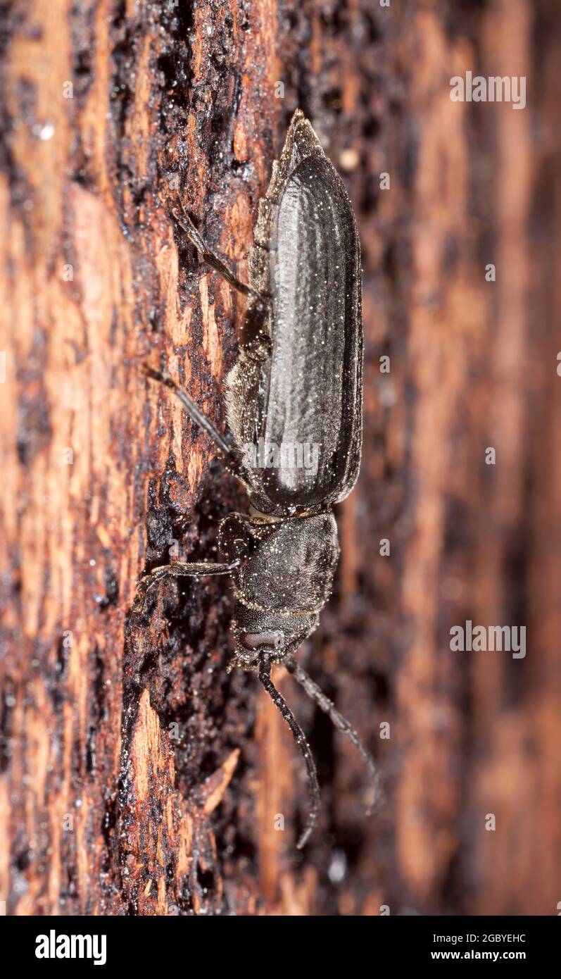 Black spruce borer hi-res stock photography and images - Alamy