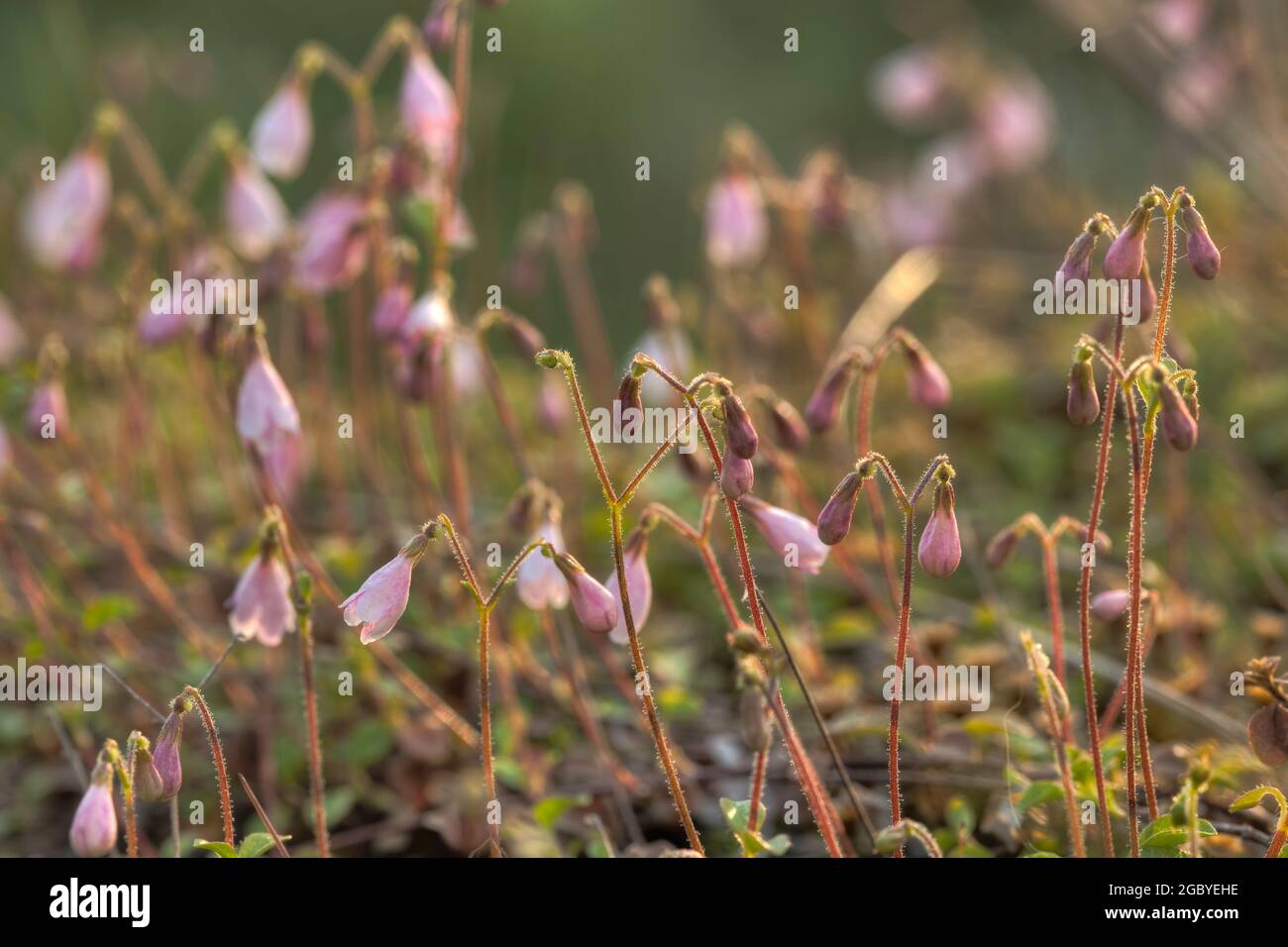 Twinflower, Linnaea borealis Stock Photo - Alamy