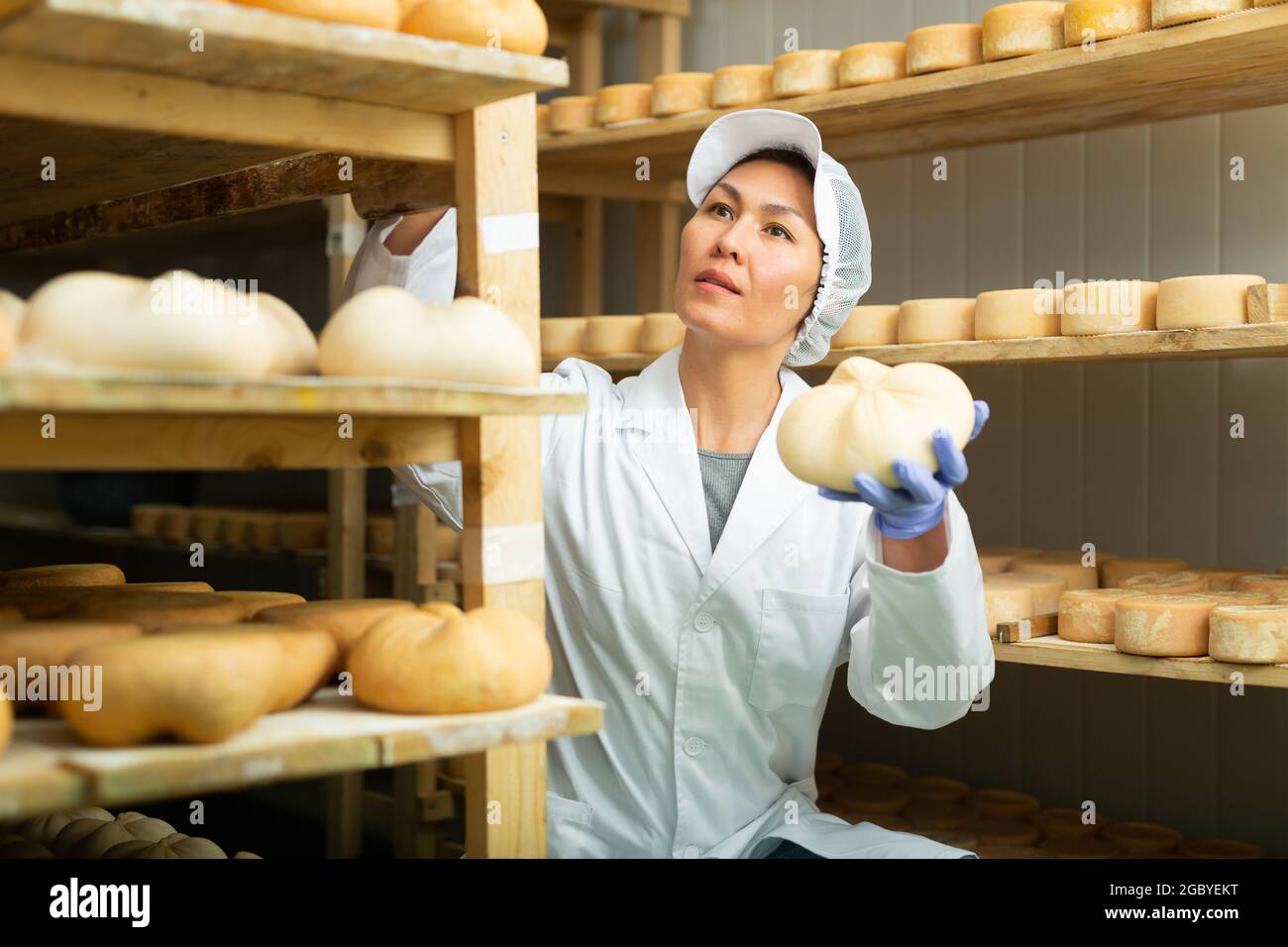 Woman cheesemaker checking aging process of cheese in maturing chamber ...