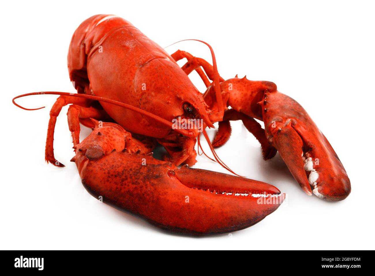 Red lobster isolated on white Stock Photo - Alamy
