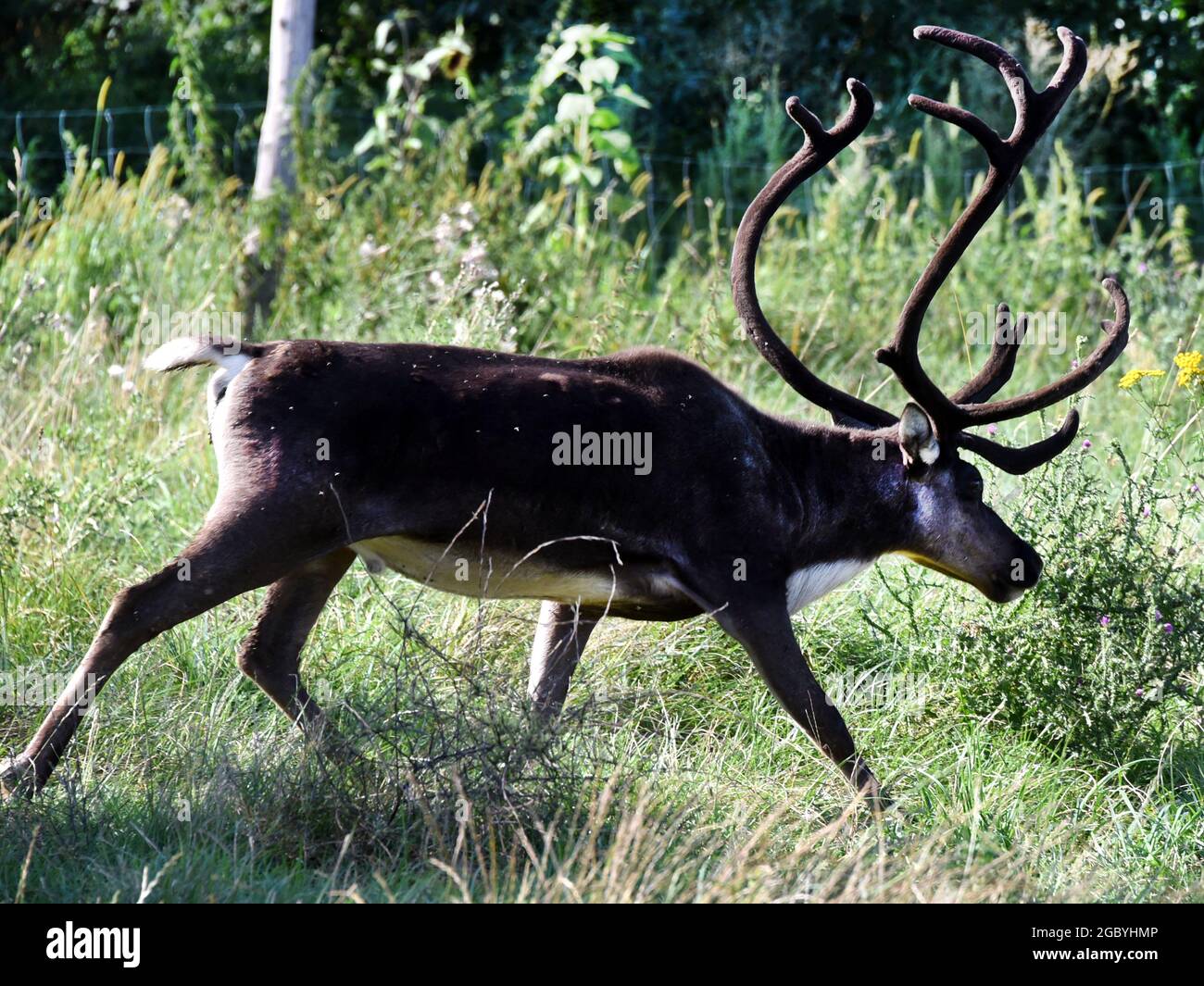 Ibex dam hi-res stock photography and images - Alamy