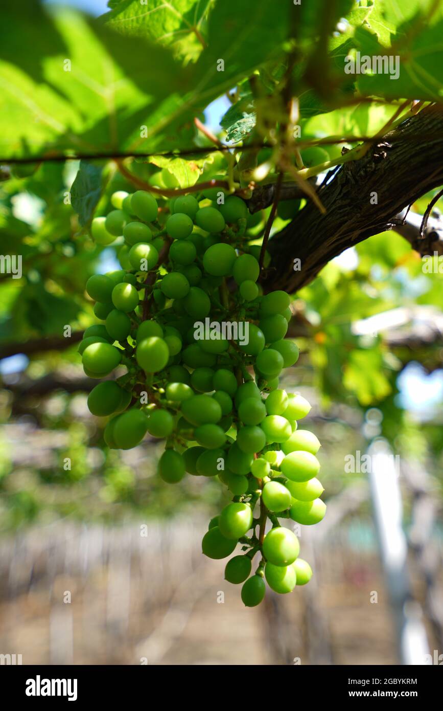 Nice garden of grape in NInh Thuan province southern Vietnam Stock ...