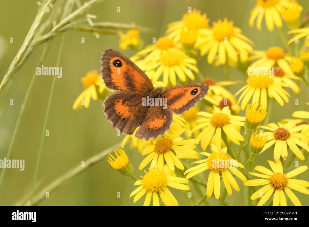 Male gatekeeper butterfly hi-res stock photography and images - Alamy