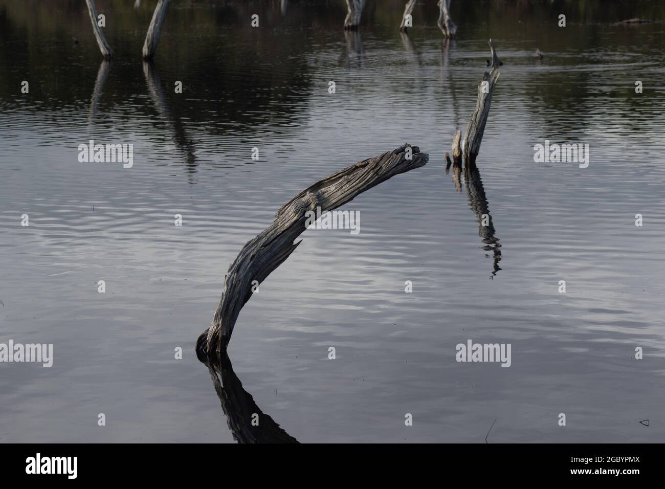 Drowned Tree High Resolution Stock Photography and Images - Alamy