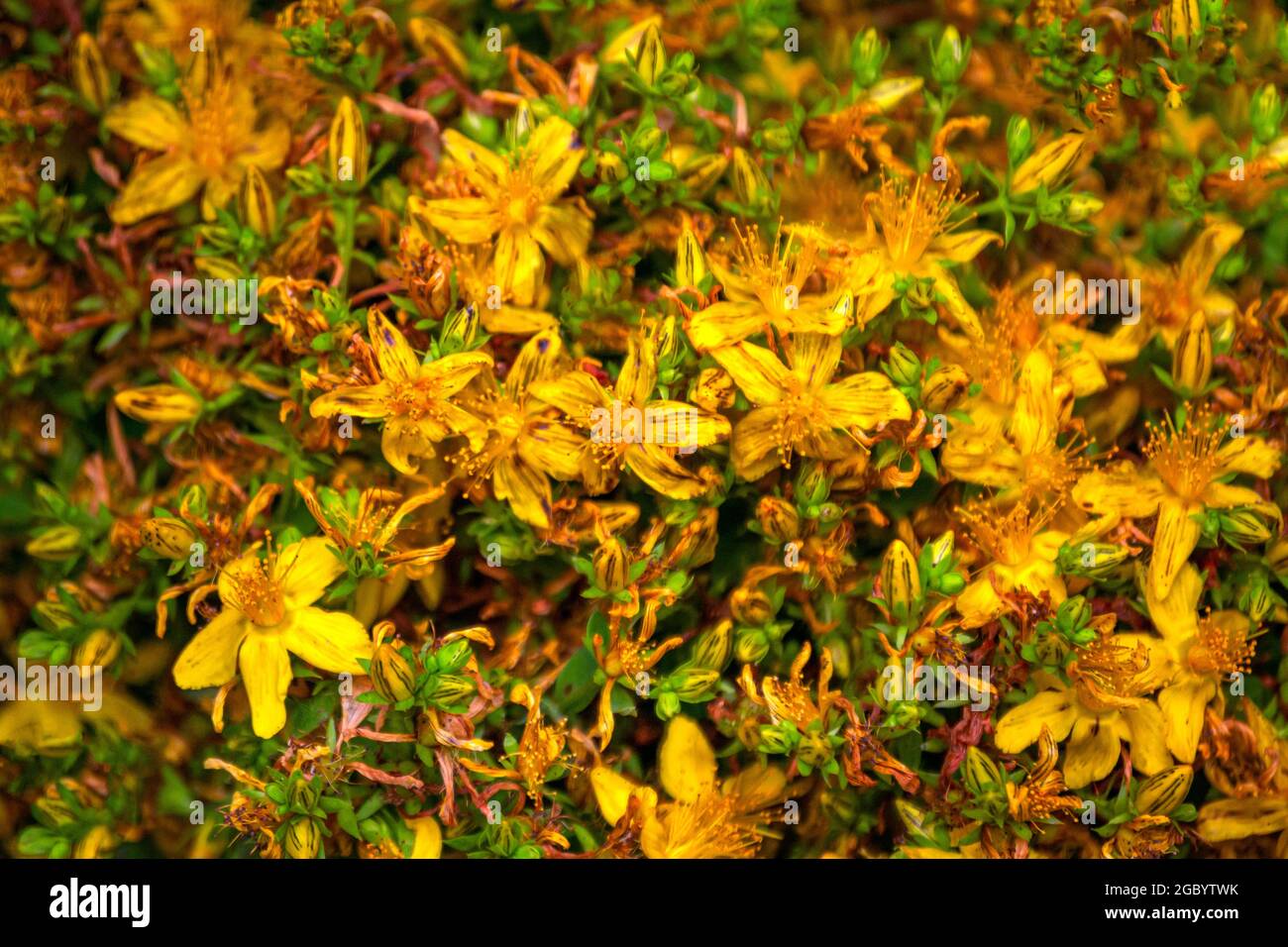 Yellow flowers of Hypericum perforatum as a blooming background Stock ...