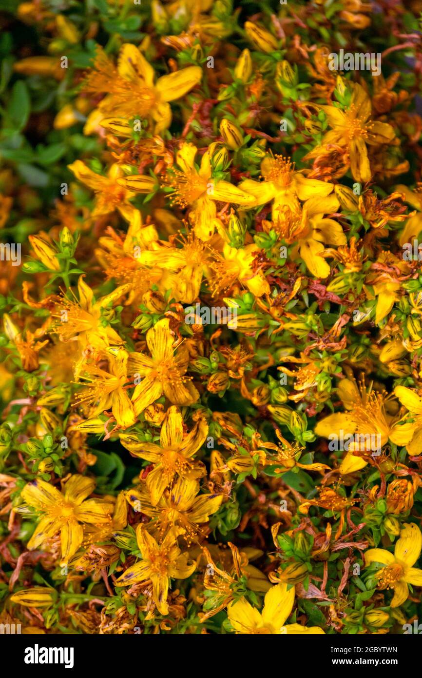 Yellow flowers of Hypericum perforatum as a blooming background Stock ...