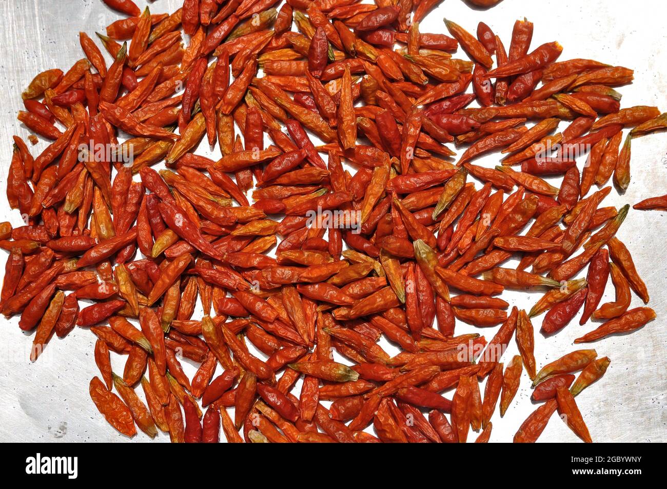 Birds eye chilli plant hi-res stock photography and images - Alamy
