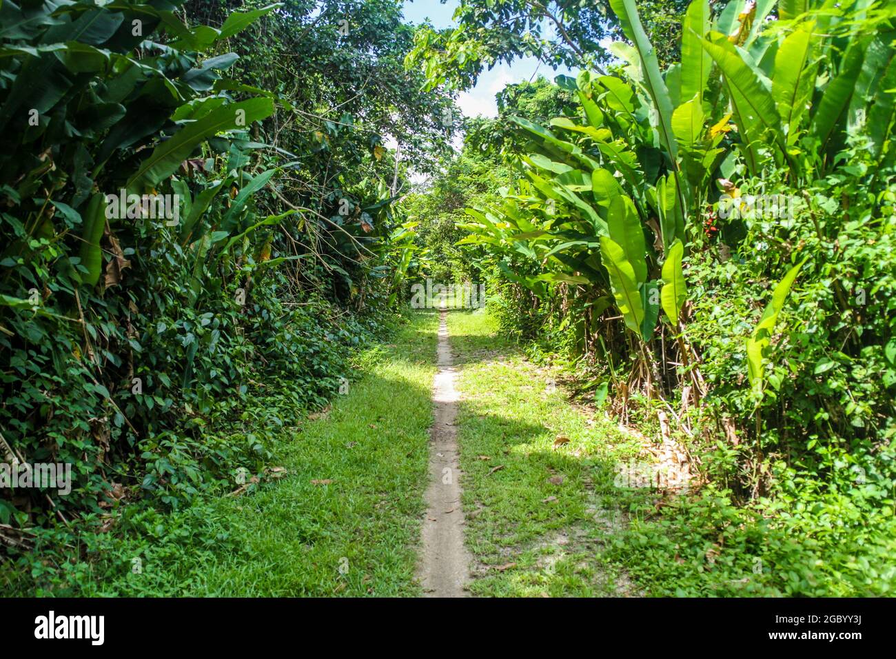 Natural park at former Peperpot plantation in Suriname Stock Photo - Alamy