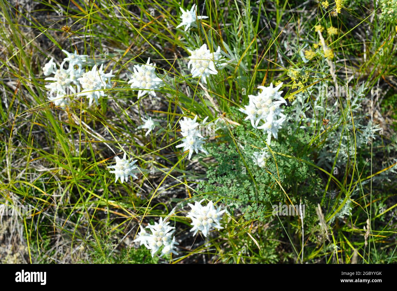 Rare alpine flower hi-res stock photography and images - Alamy