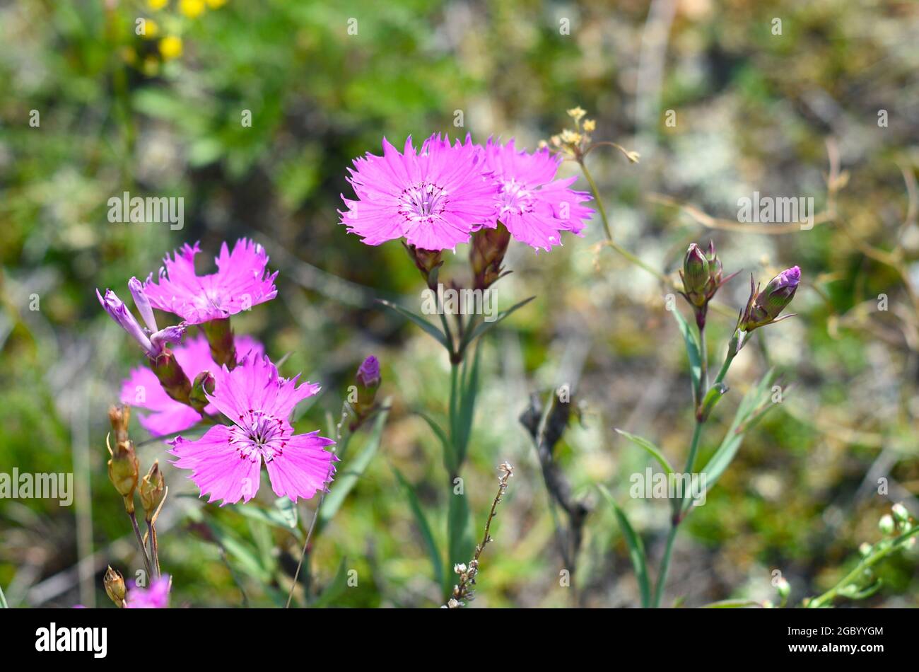 Dianthus versicolor hi-res stock photography and images - Alamy