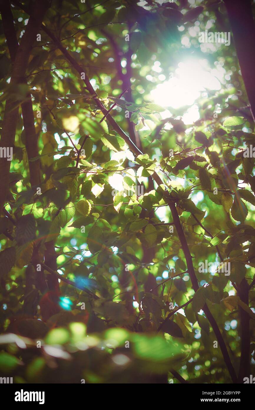 Canopy trees sun ray forest hi-res stock photography and images - Alamy