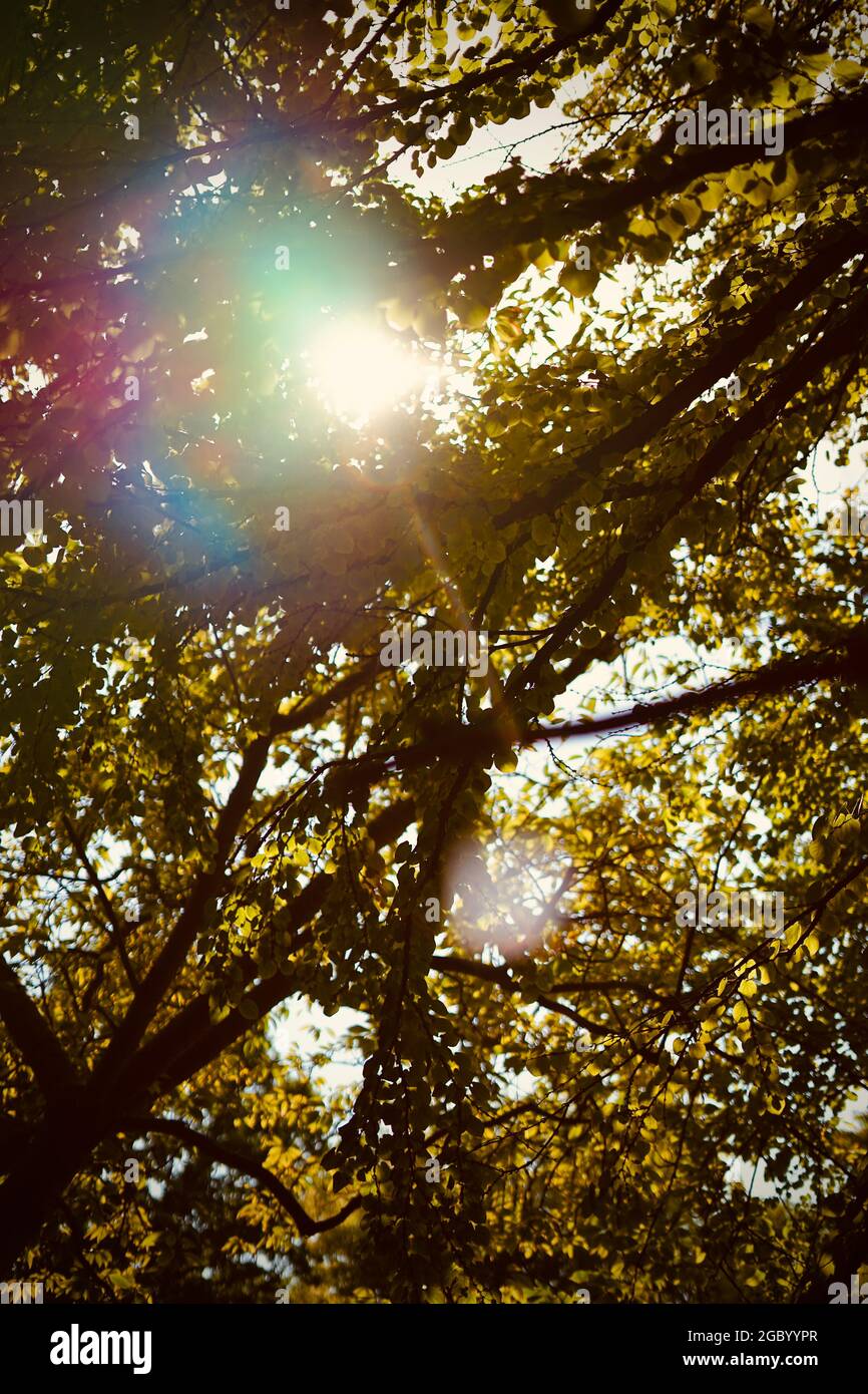 Canopy trees sun ray forest hi-res stock photography and images - Alamy