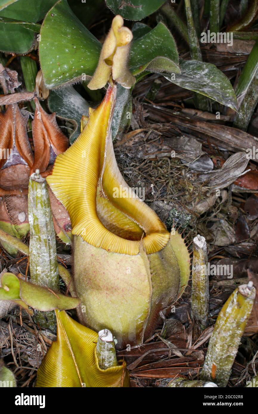 Yellow pitcher of the carnivorous pitcher plant Nepenthes veitchii ...