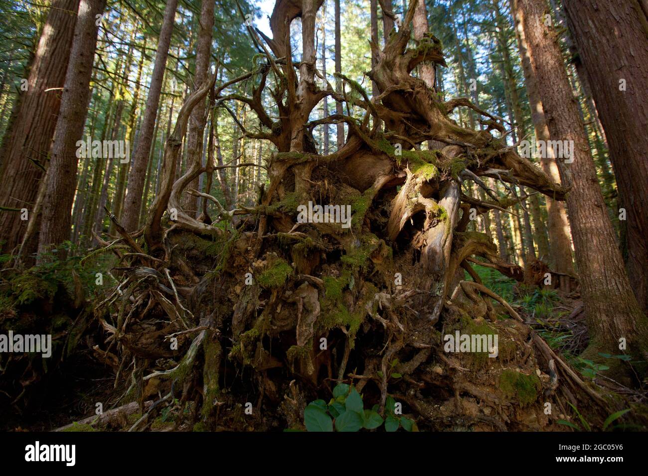 Gnarly tree on the West Coast Trail Stock Photo - Alamy