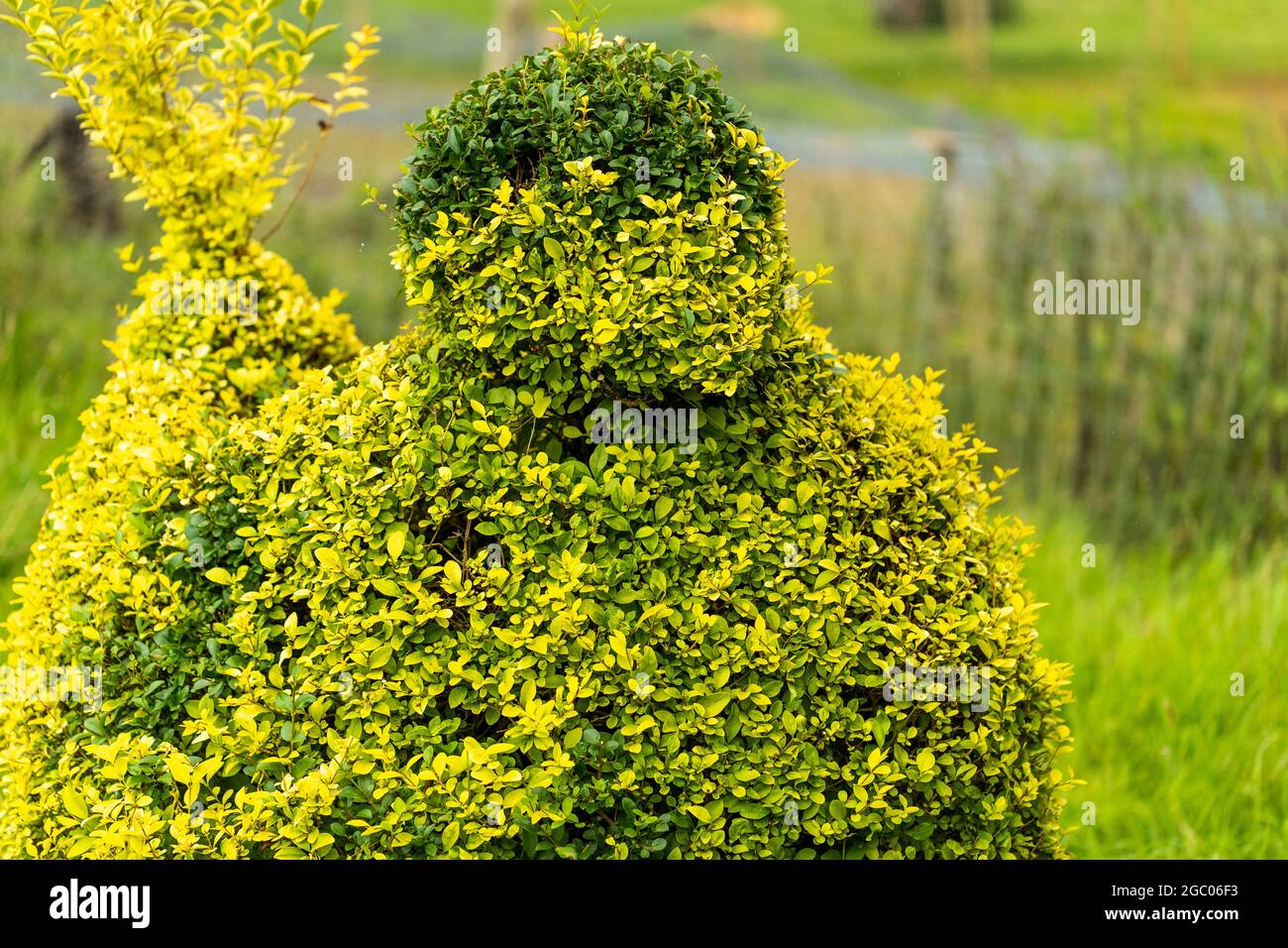 Privet topiary bird Stock Photo - Alamy
