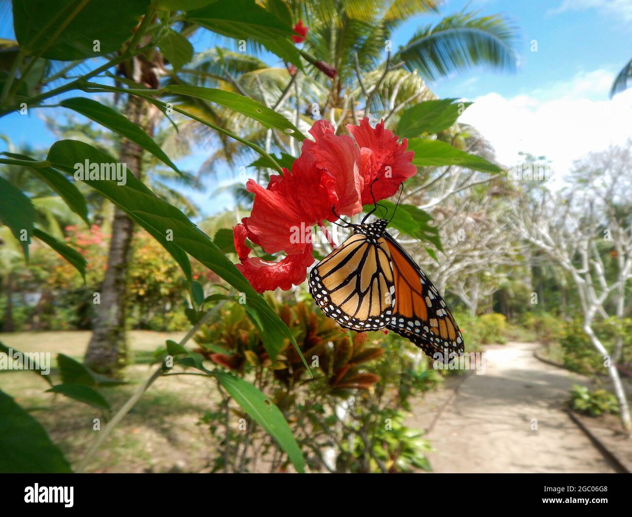 butterfly on a red hibiscus flower in vanuatu Stock Photo - Alamy