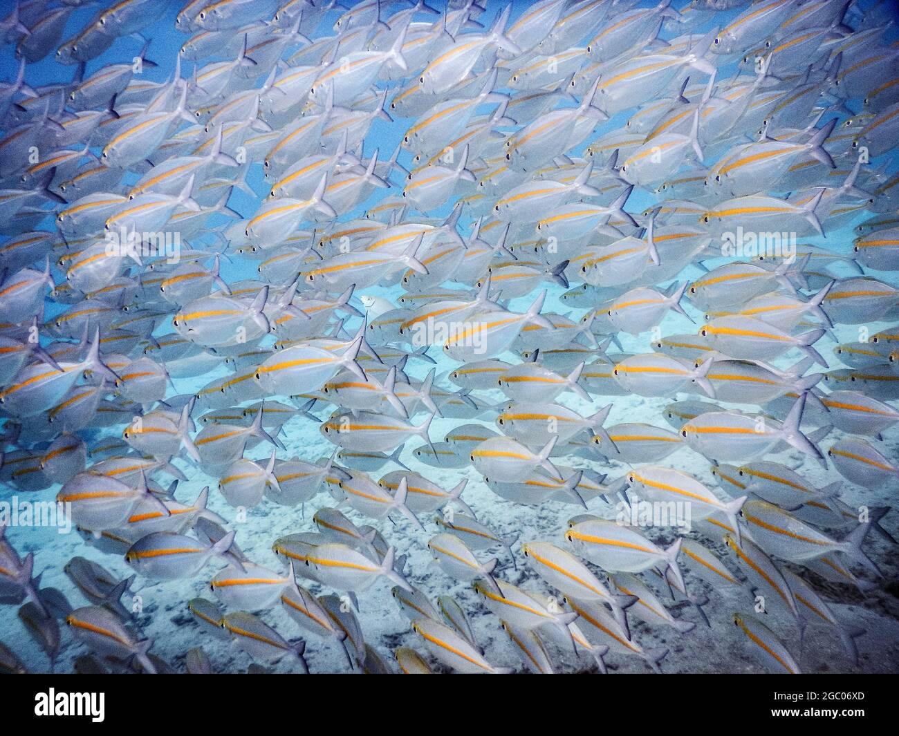 large school of fish in water at aore island Stock Photo - Alamy