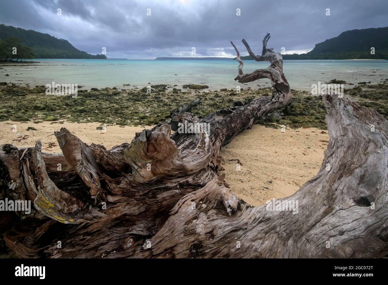 large fallen tree on beach in port orly in Vanuatu Stock Photo - Alamy