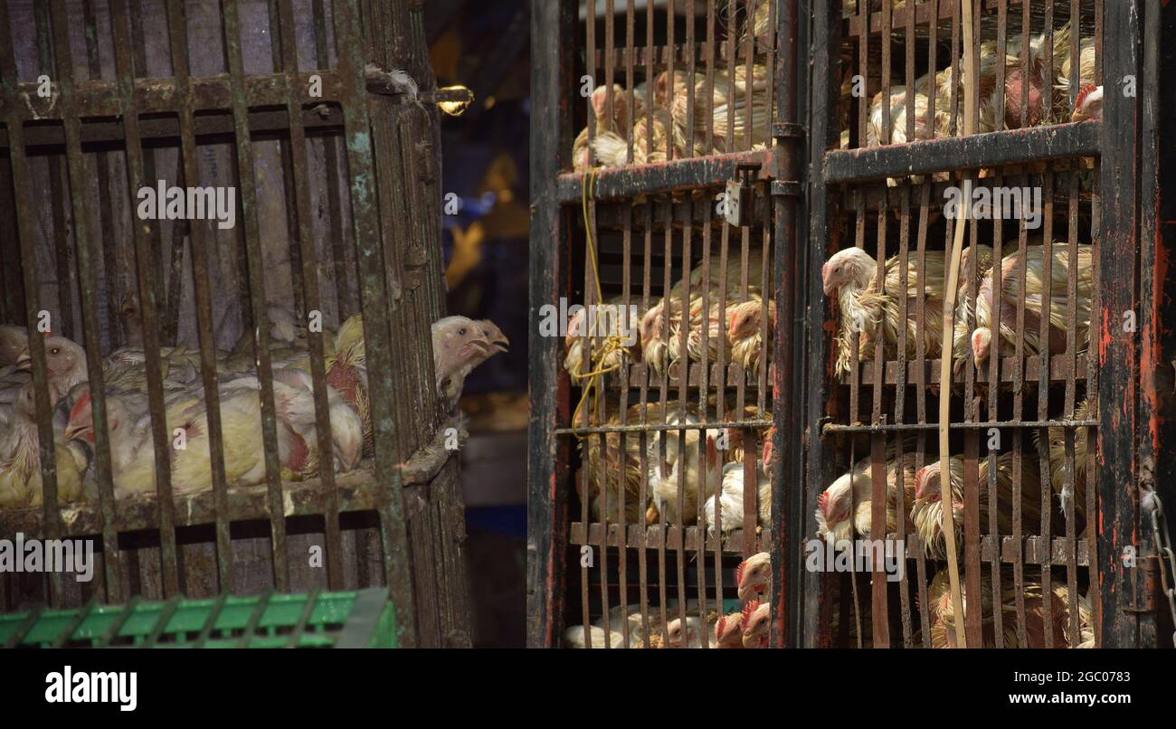 Bird sufferings hi-res stock photography and images - Alamy