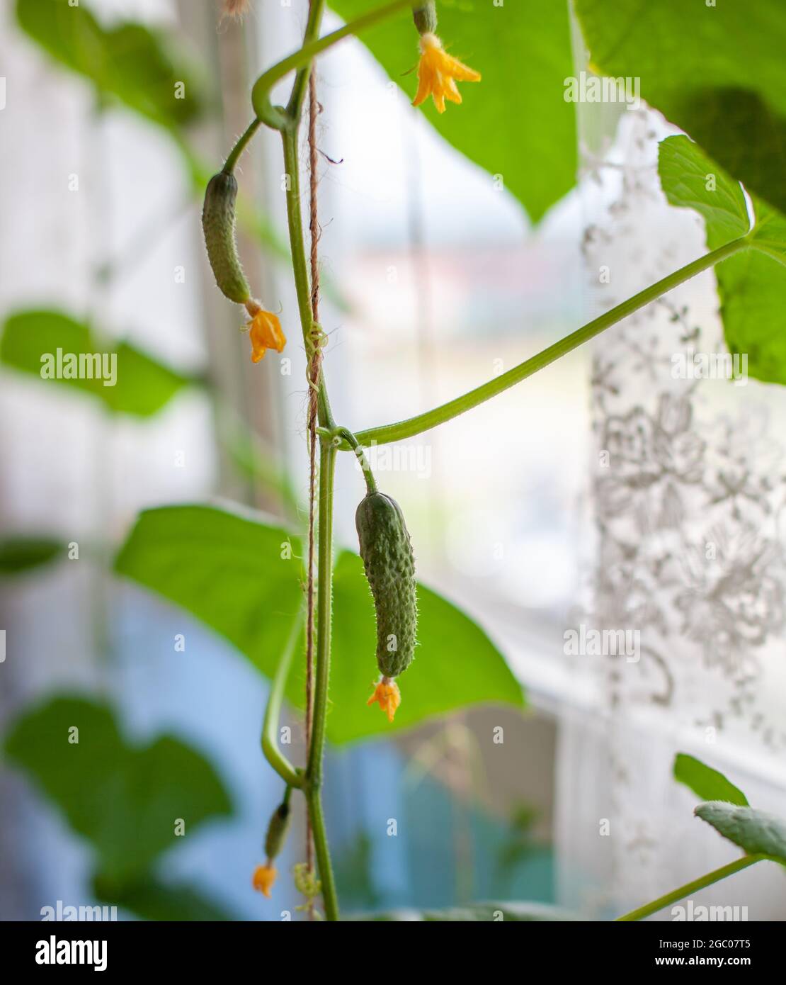 Green young cucumber with yellow flower. Gardening background with mini ...