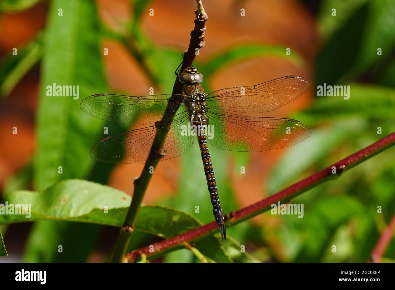 Migrant hawker (Aeshna mixta), family hawker dragonflies (Aeshnidae) in ...