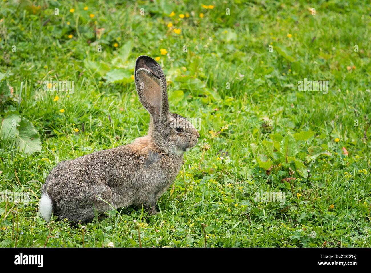 A small rabbit with big ears sitting in a meadow, cloudy day in summer ...