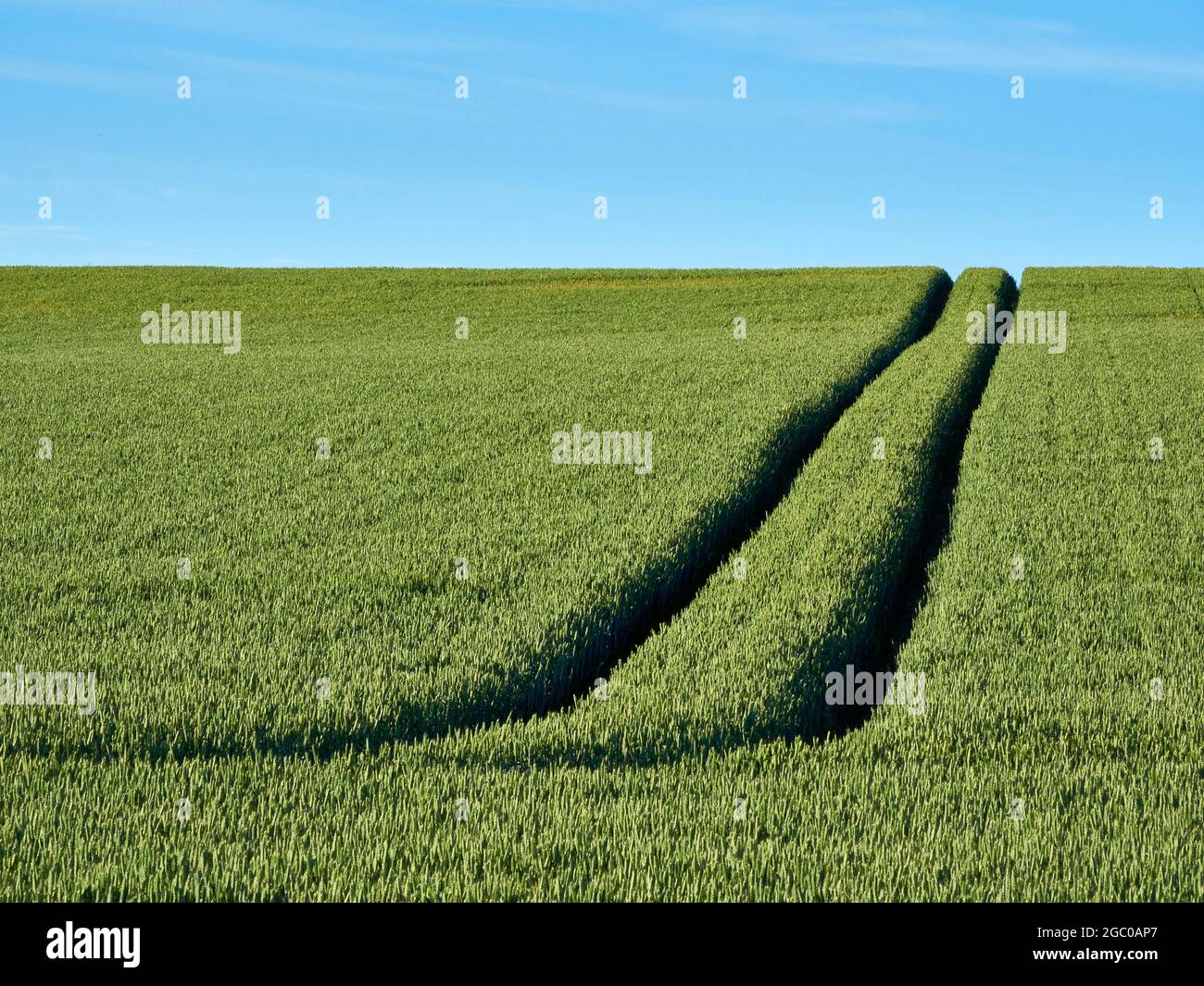 Green field of wheat with a track tram line running up the hill against ...