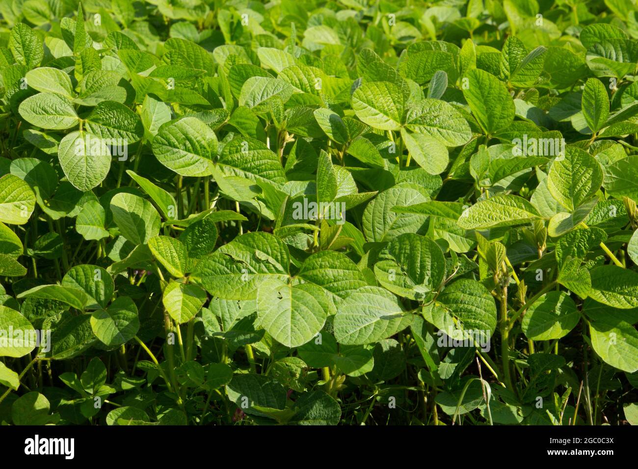 Green leaf pattern of a soybean field Stock Photo - Alamy
