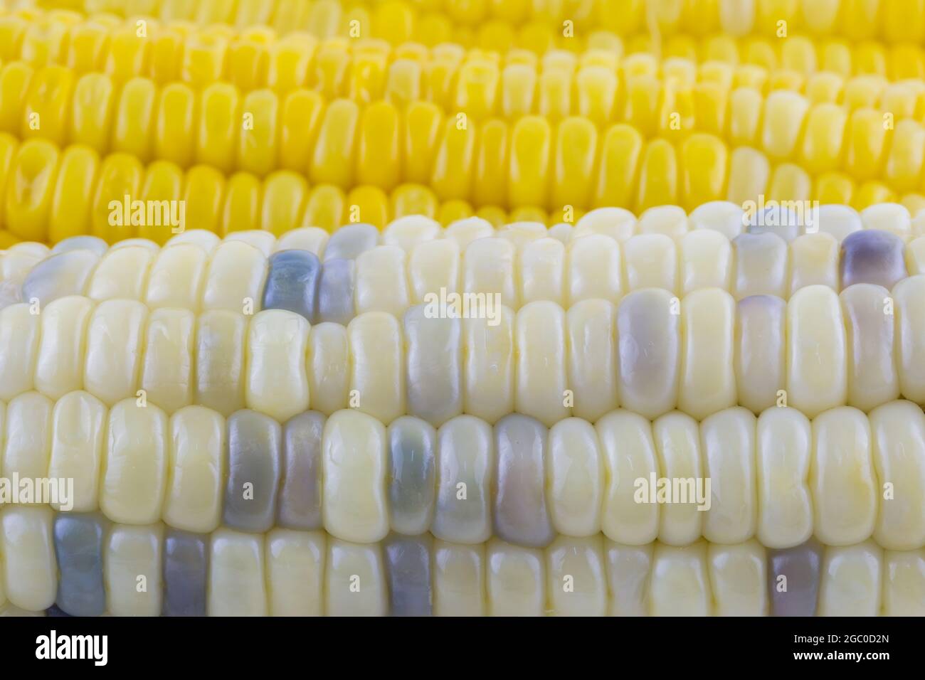 Close-up of Corn seeds texture agriculture background Stock Photo - Alamy