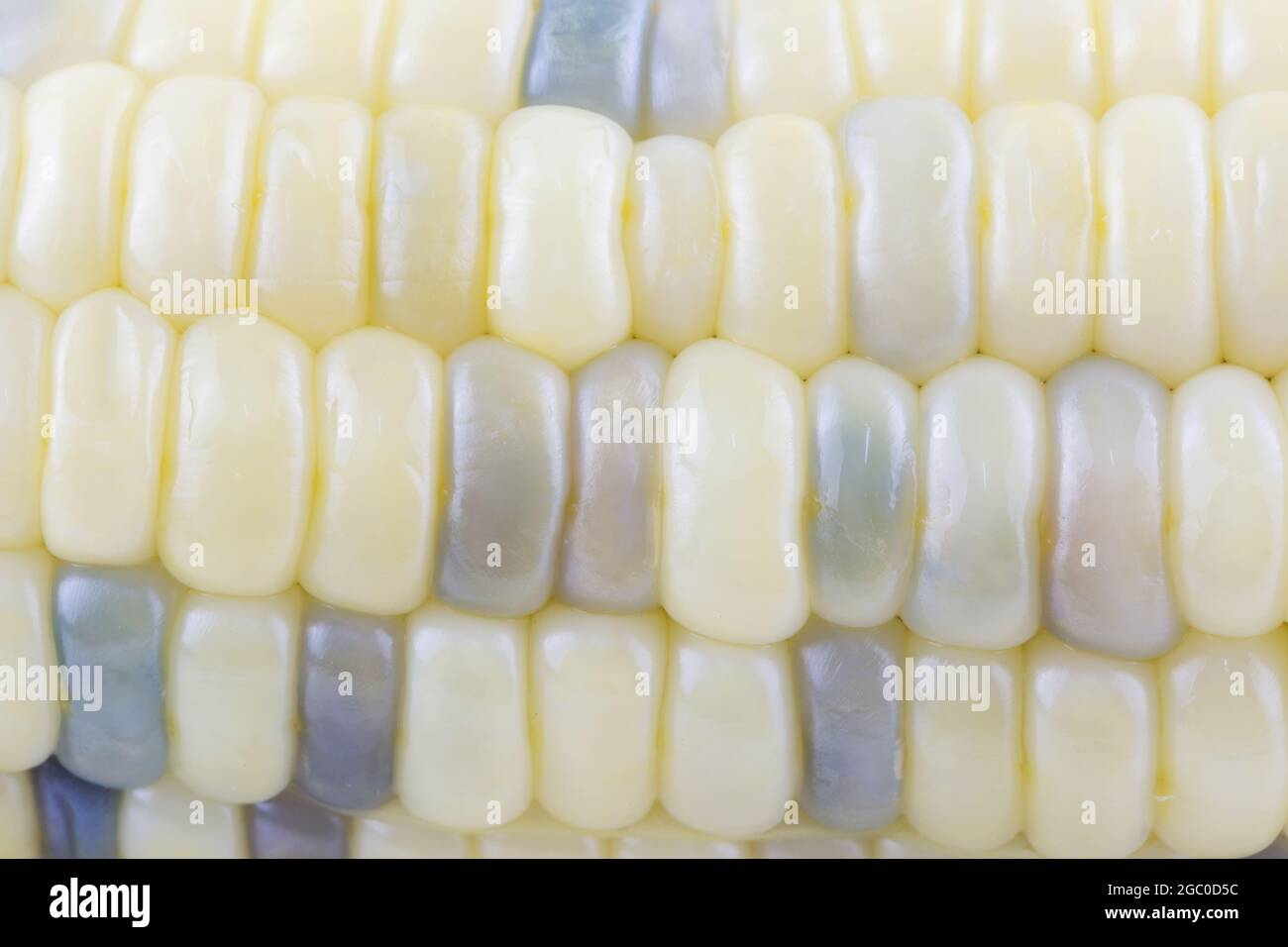 Gmo corn seeds hi-res stock photography and images - Alamy