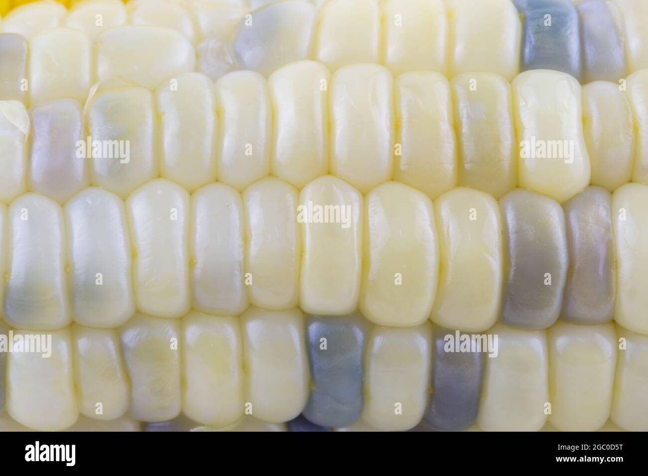 Close-up of Corn seeds texture agriculture background Stock Photo - Alamy