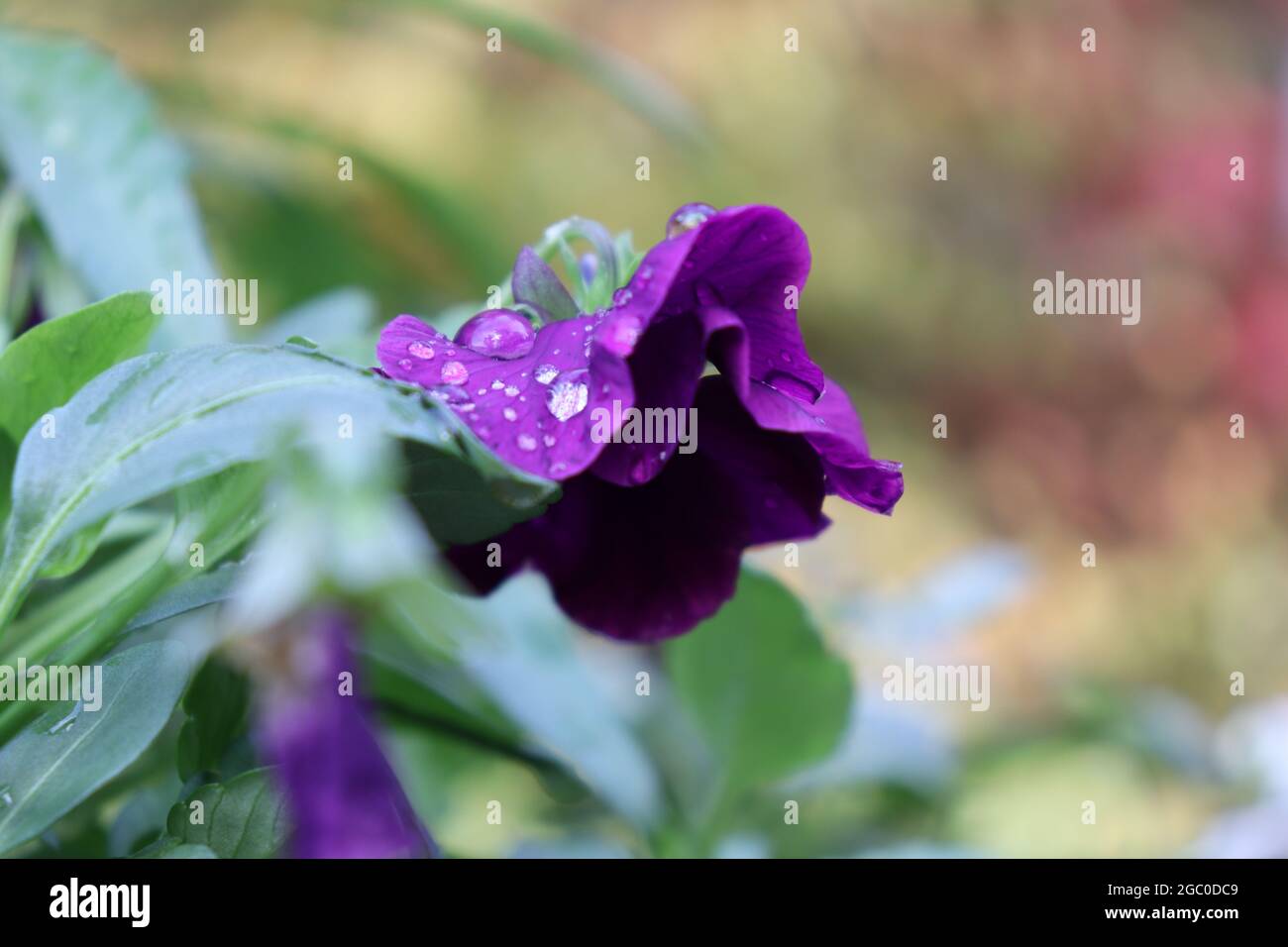 Selective focus shot of purple violets with water droplets growing in ...