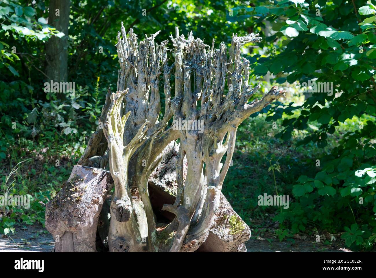dead tree root in the forest Stock Photo - Alamy