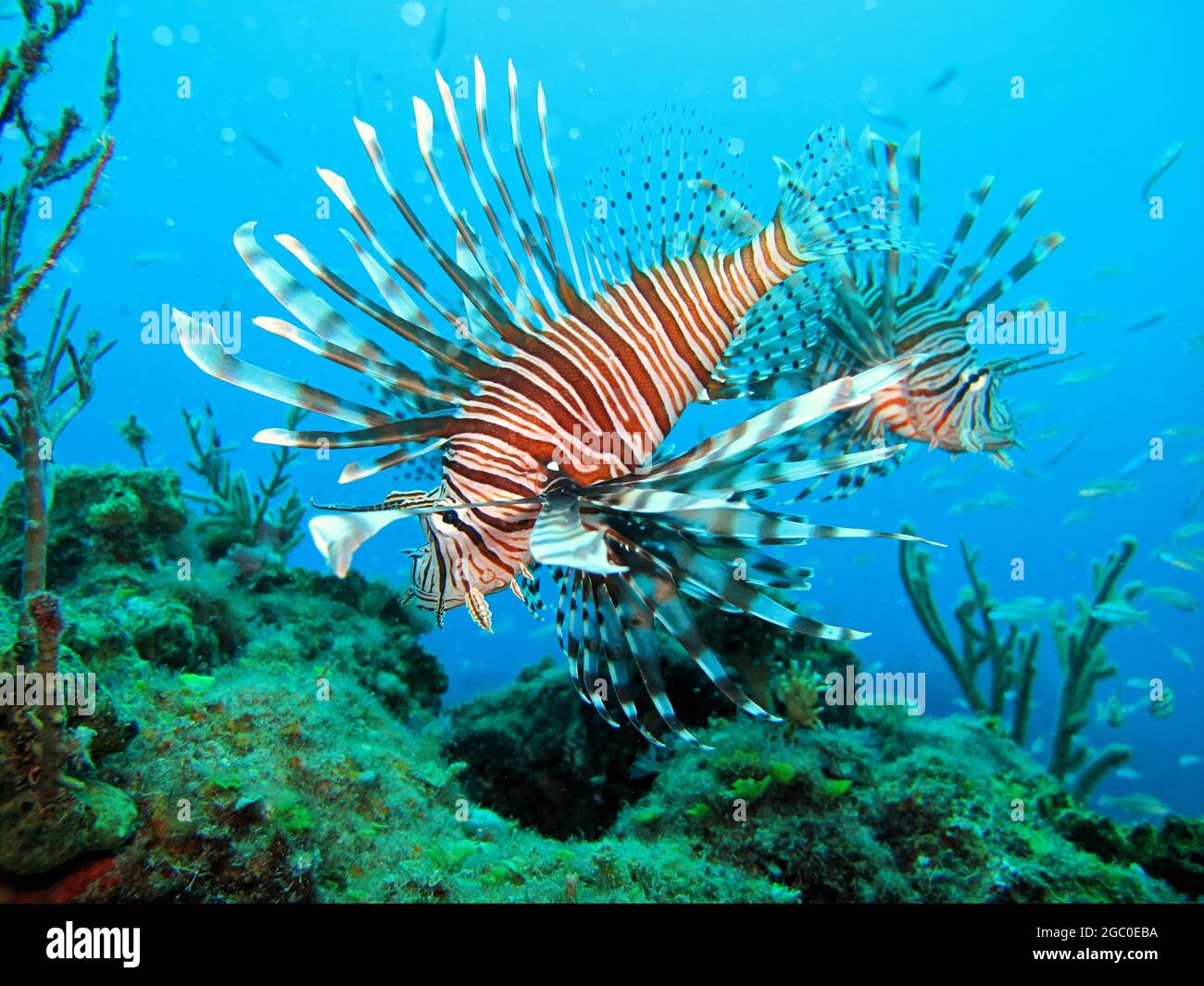 Closeup shot of a Lion fish swimming underwater near coral reefs Stock ...
