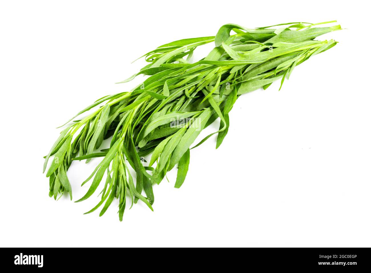 Fresh tarragon grass herb isolated on white background. Macro photo ...