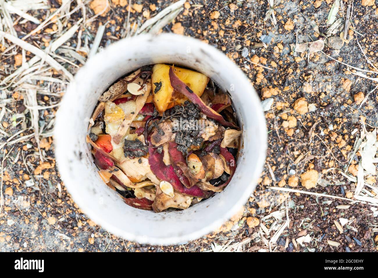 Close-up view of kitchen waste and red wriggler earthworms in worm ...