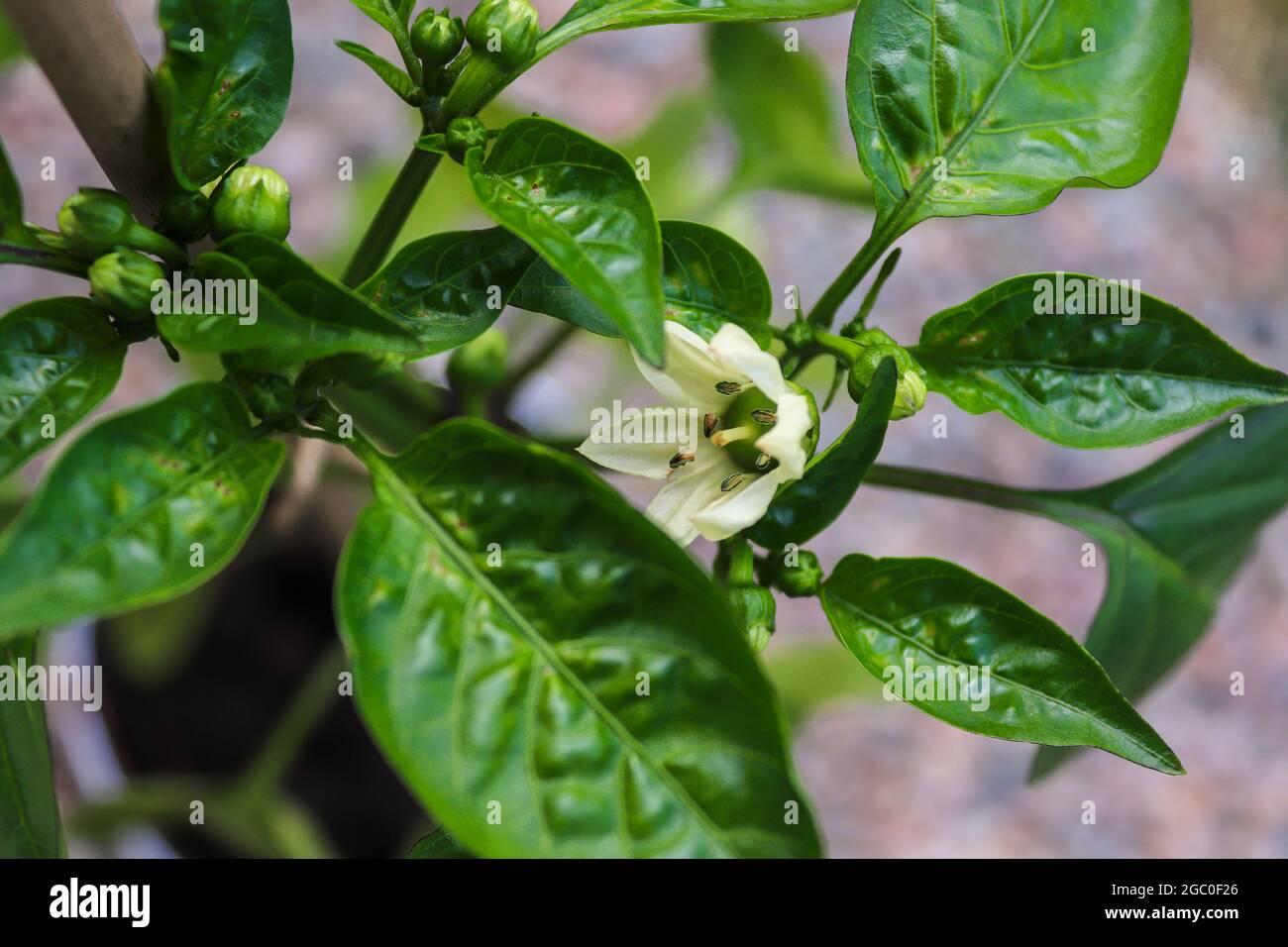 Paprika plant leaf hi-res stock photography and images - Alamy