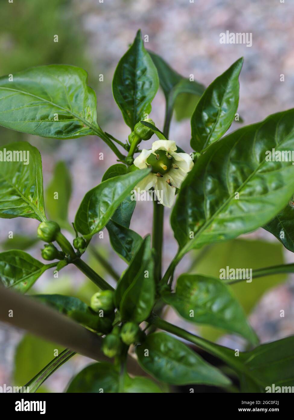 Cultivation leaves hi-res stock photography and images - Alamy