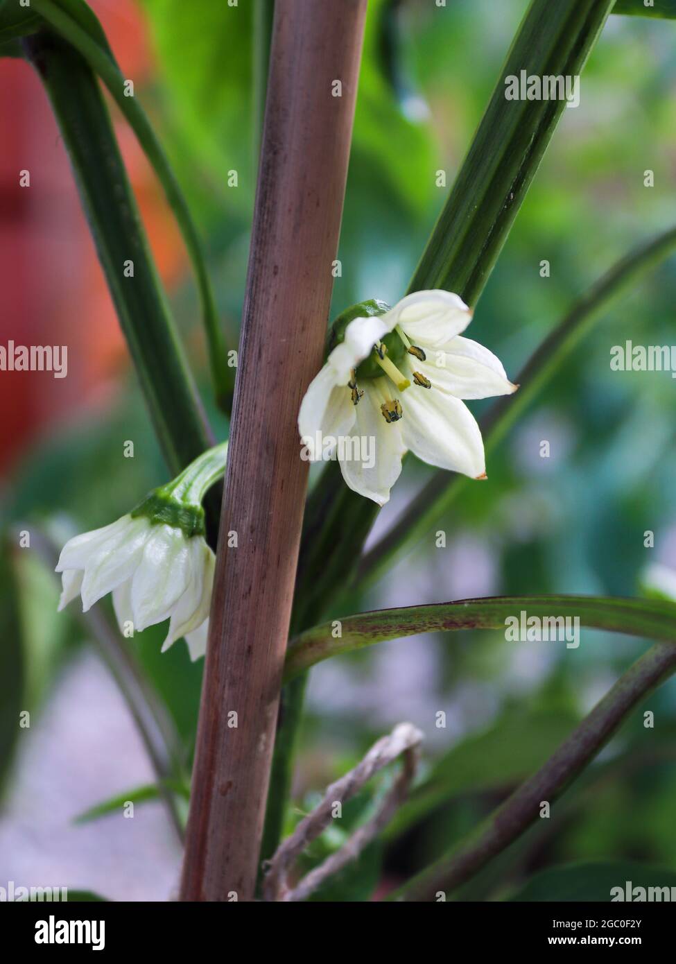Paprika garden plant hi-res stock photography and images - Alamy