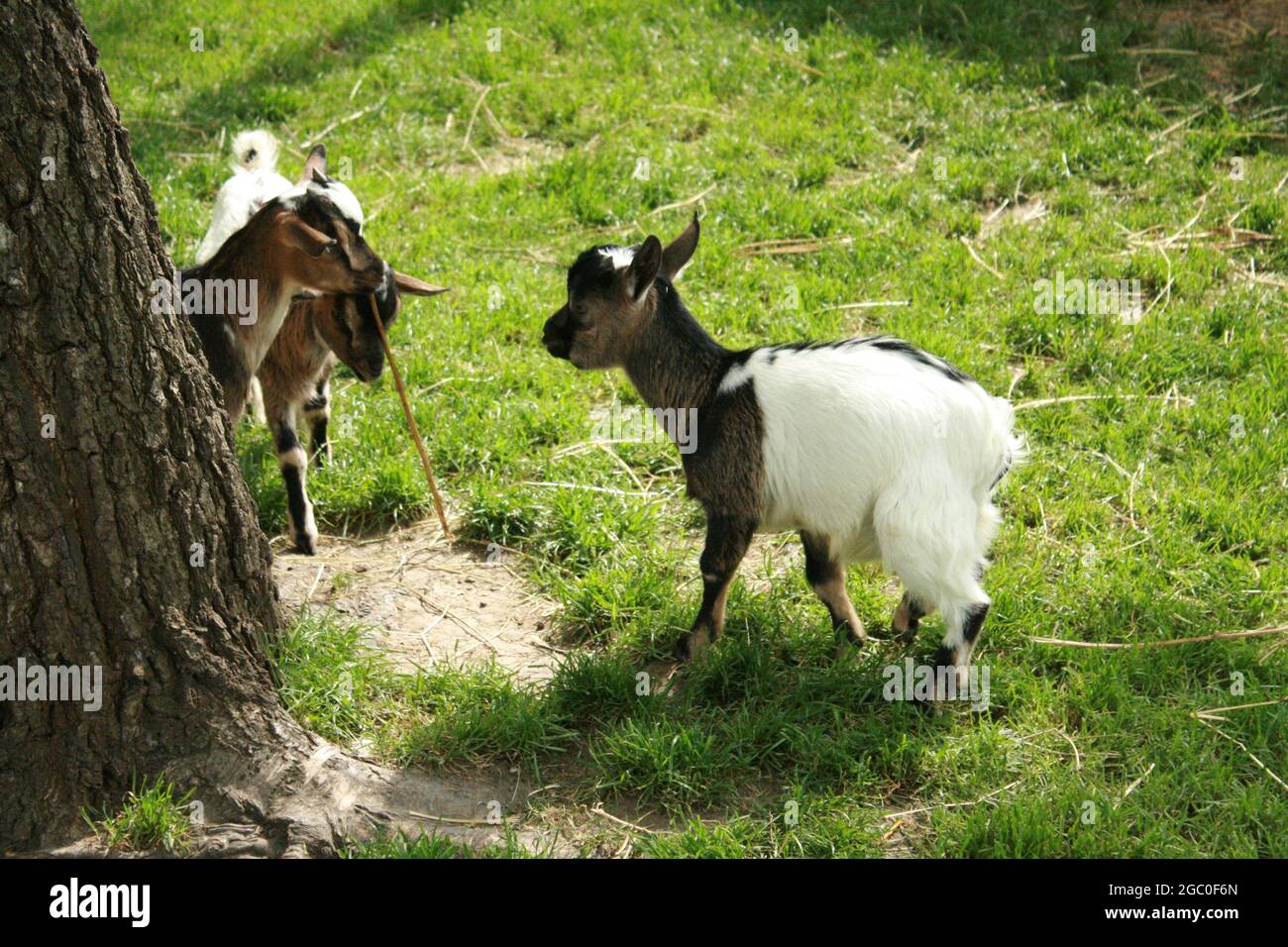 Little goats playing on farm Stock Photo - Alamy