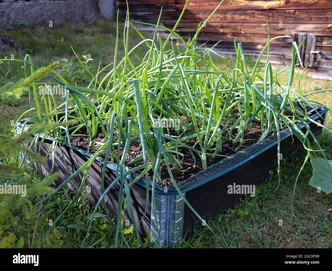 Onion plant growing hi-res stock photography and images - Alamy