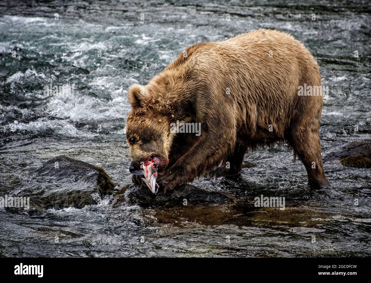 Grizzly Bears Feeding Stock Photo - Alamy