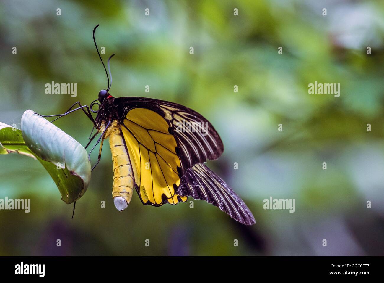 Closeup shot of a yellow and black butterfly (troides Helena) on a leaf ...