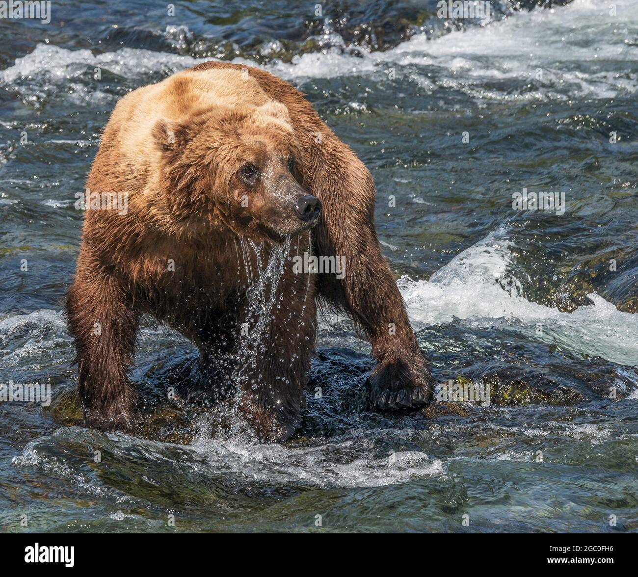 Grizzly bears feeding hi-res stock photography and images - Alamy