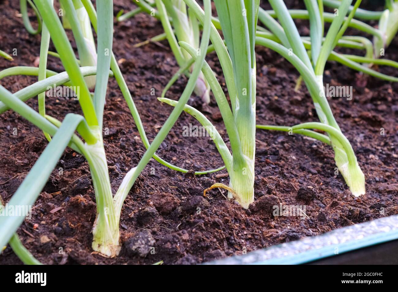 Growing onion in pallet collar Stock Photo - Alamy