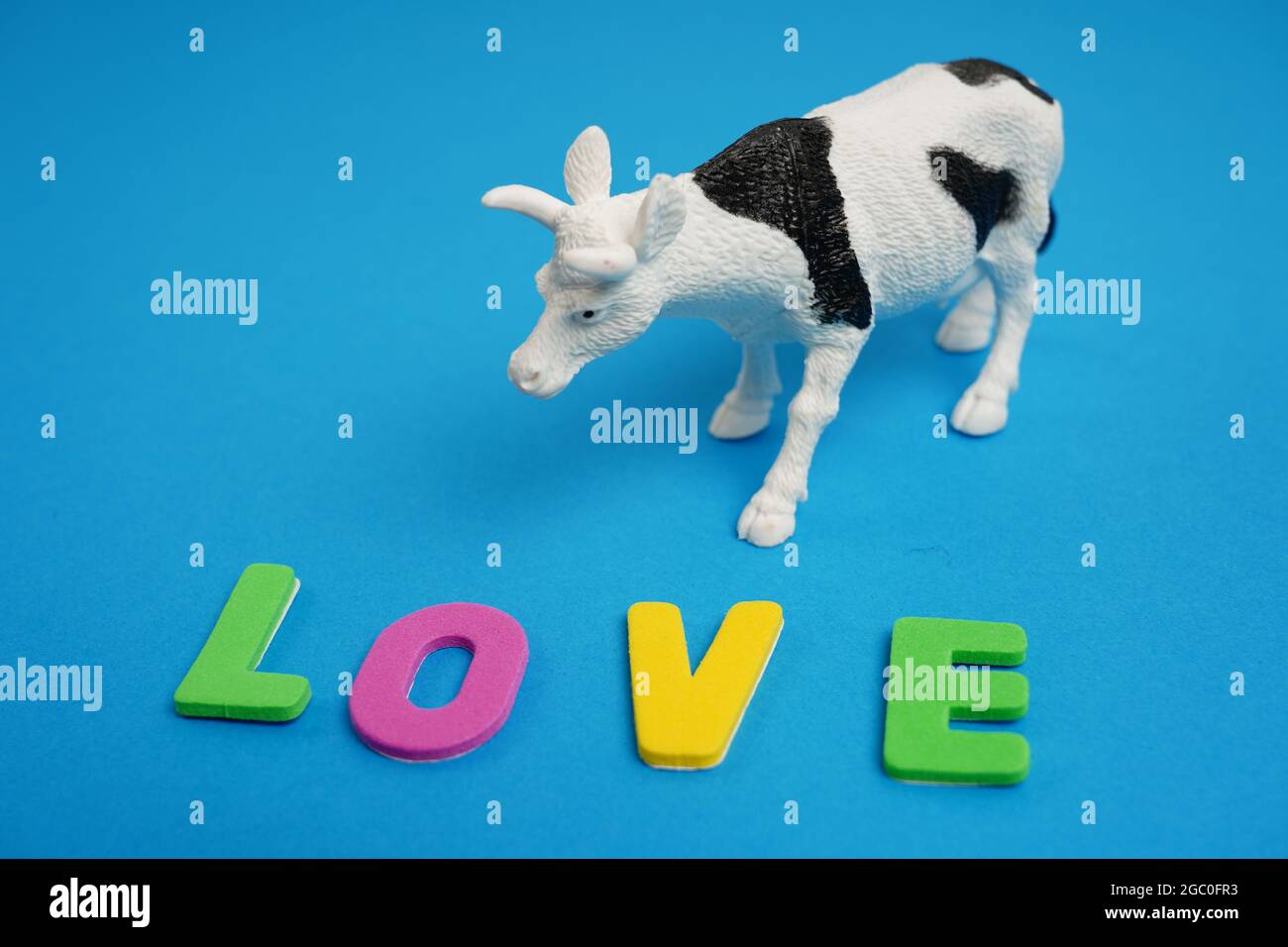 Cow and word love written in colored letters on a blue background, the ...