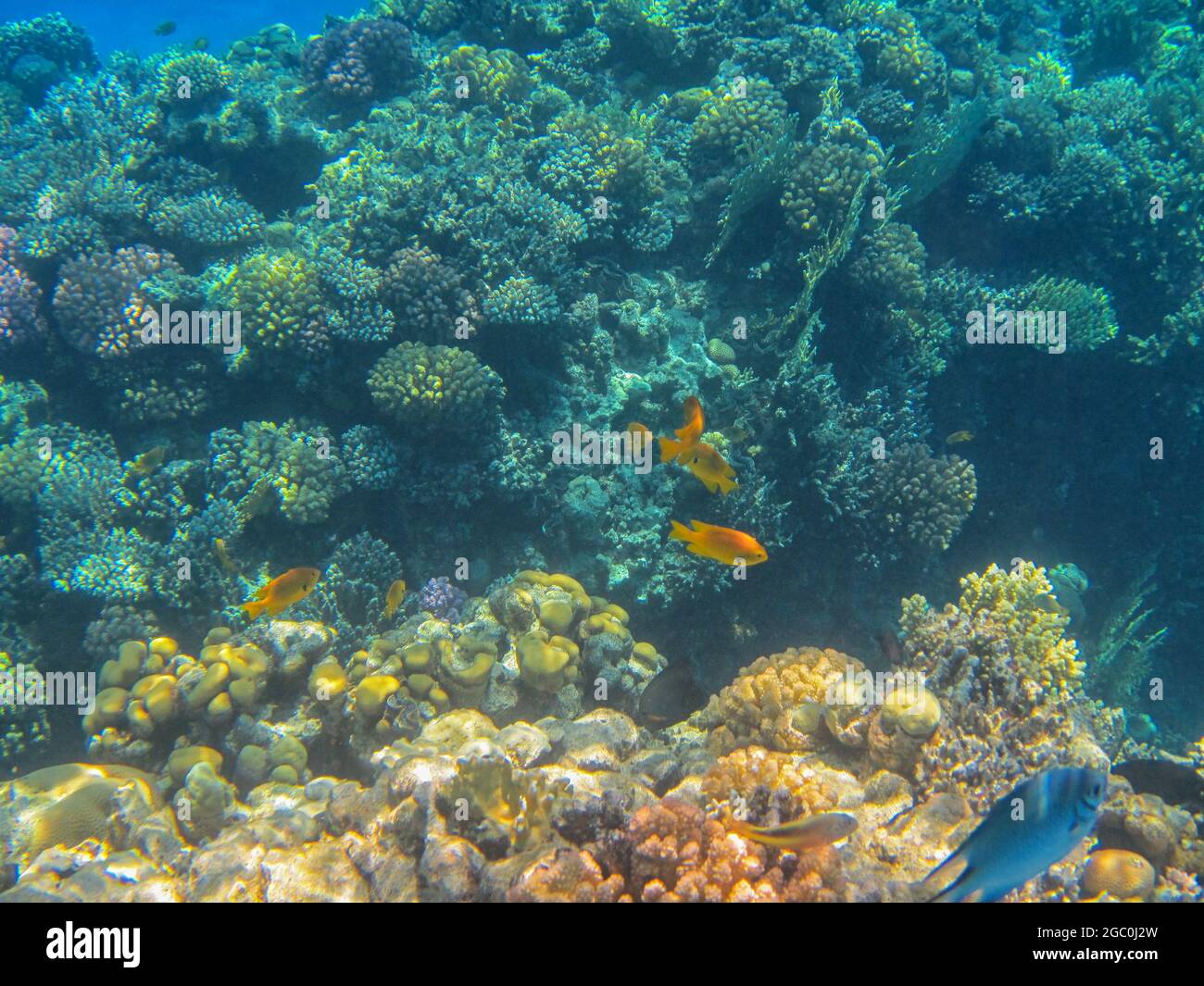 Underwater photography of the Red Sea reefs in South Sinai Stock Photo ...